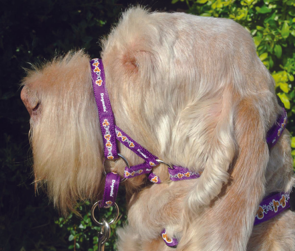 Dogmatic Purple Headcollar 4 – The Blue Barn