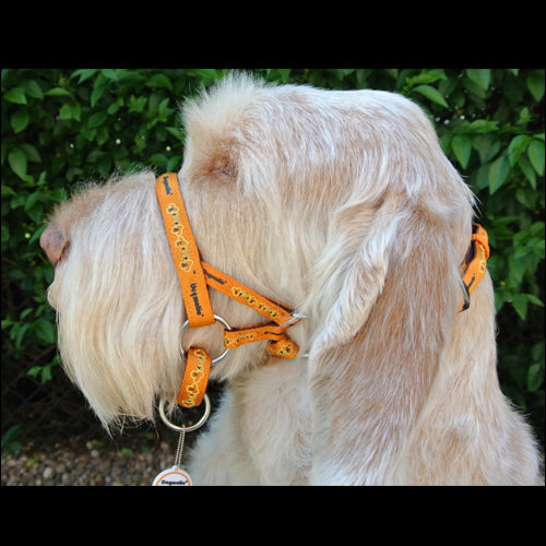 Dogmatic Gold Headcollar 2 – The Blue Barn